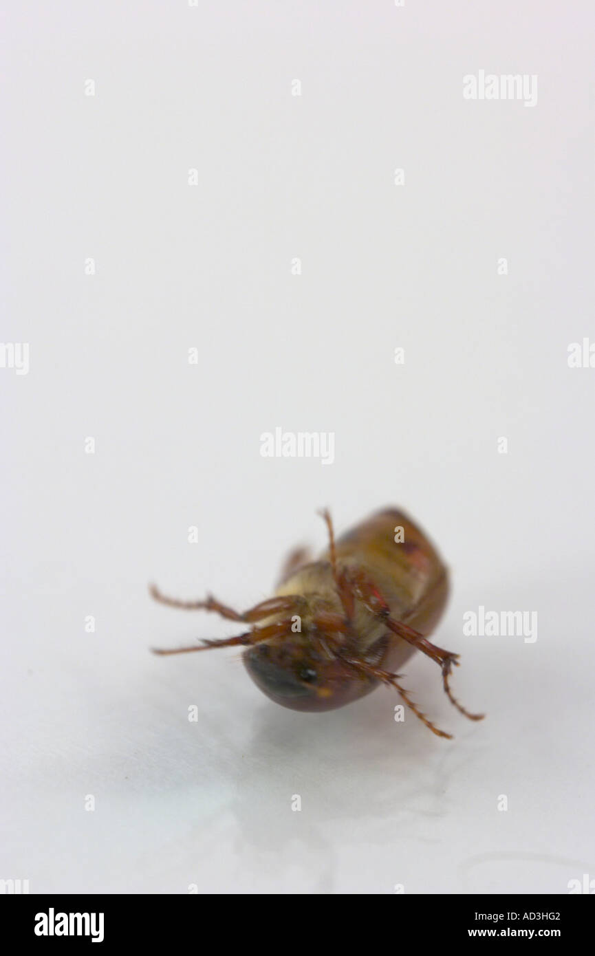A June beetle on its back Stock Photo - Alamy