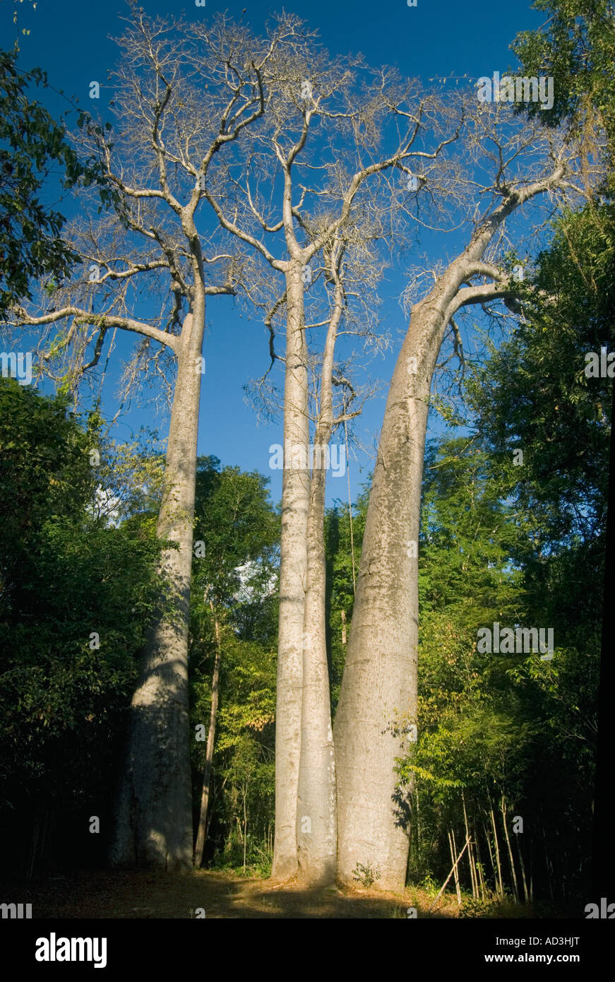 Madagascar baobabs babs hi-res stock photography and images - Alamy