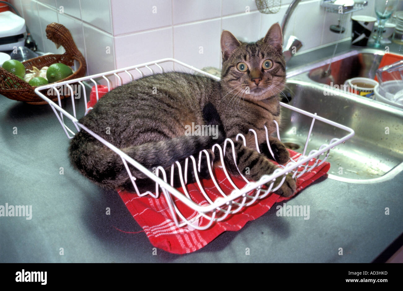 Domestic cat in the kitchen Stock Photo - Alamy