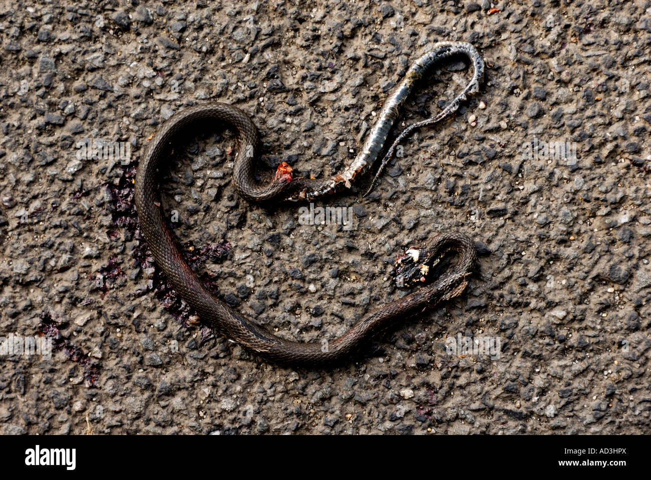 Dead snake hi-res stock photography and images - Alamy