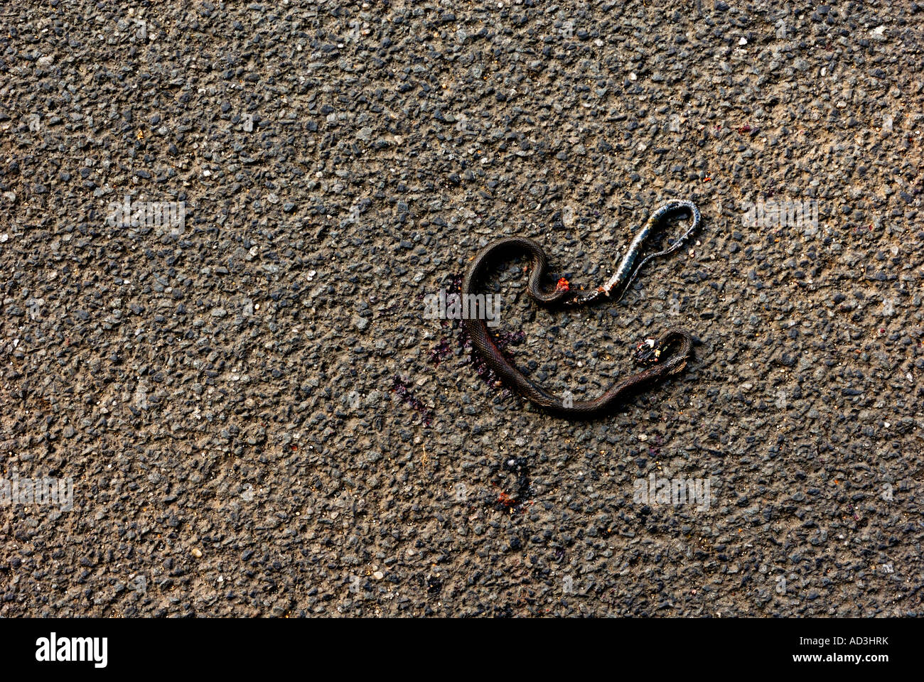 Final snake hi-res stock photography and images - Alamy