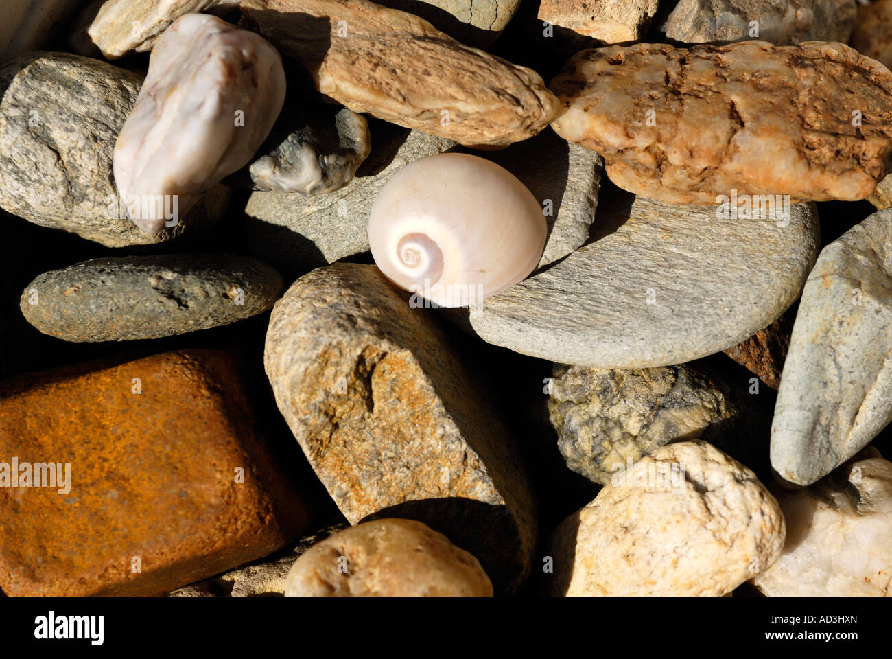 Stones and Snail Shells Stock Photo - Alamy