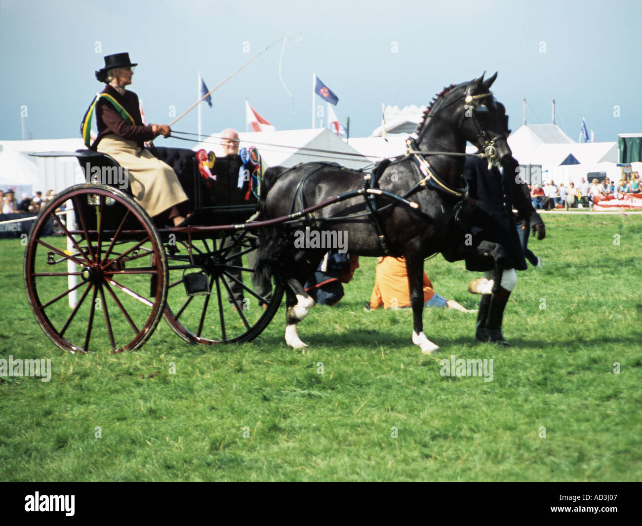 NORTH WALES UK August A woman competitor in the Carriage Driving ...