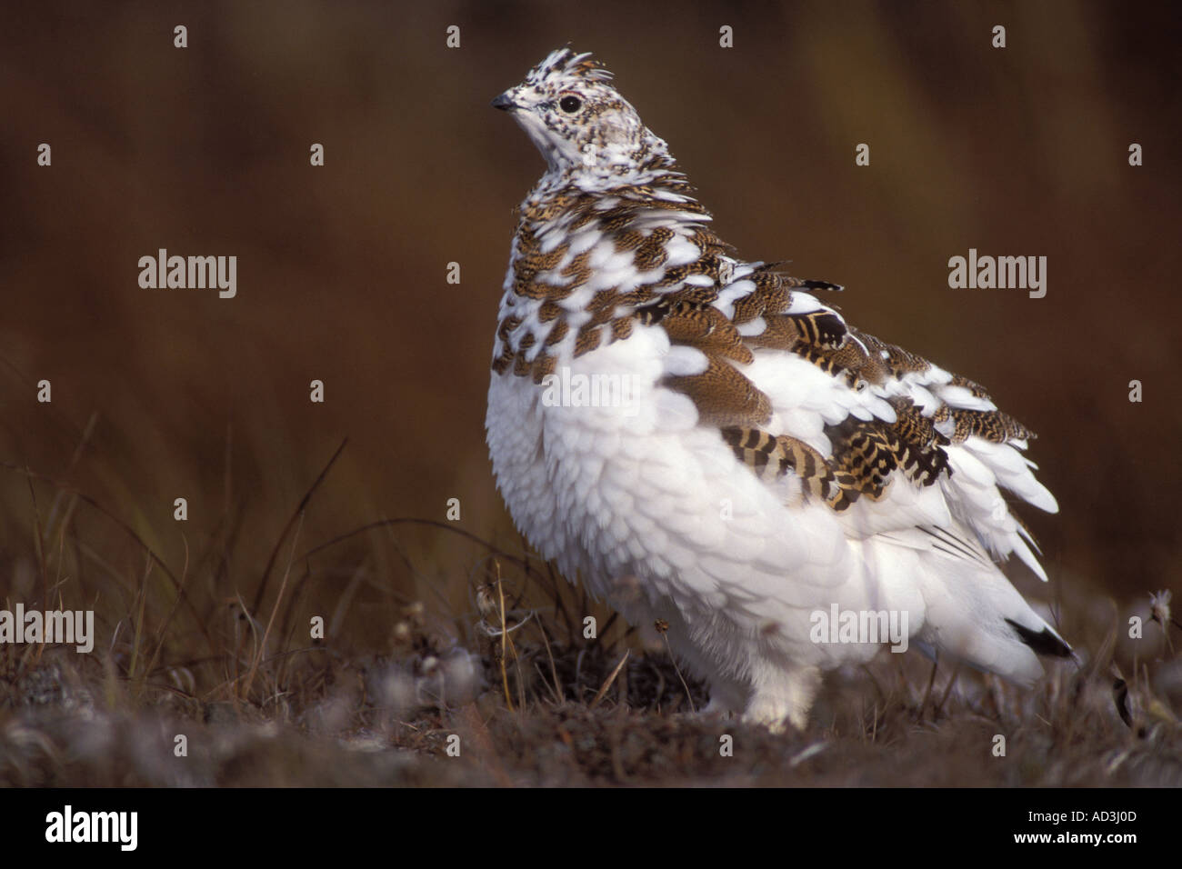 Bases of food chain prey hi-res stock photography and images - Alamy