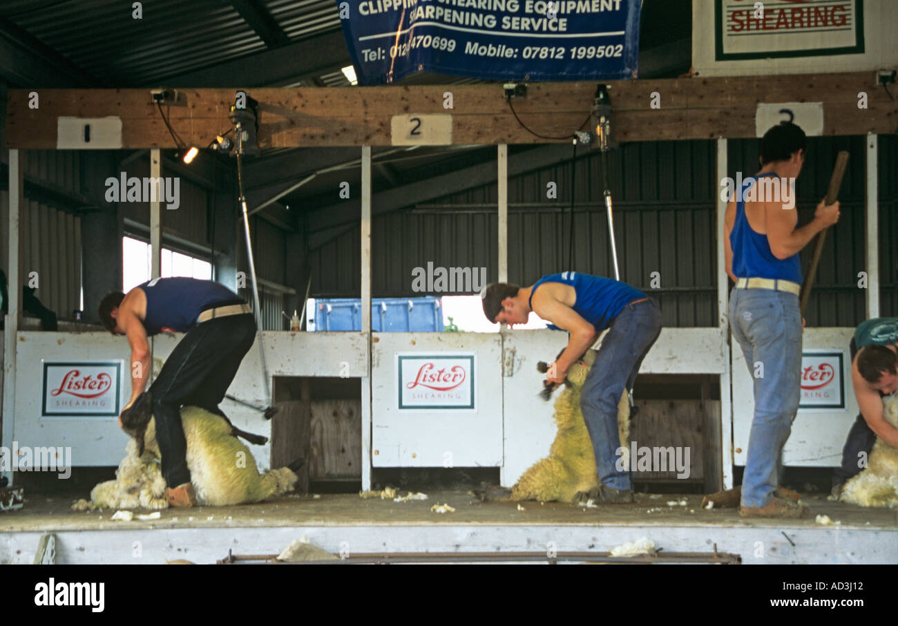 NORTH WALES UK August Competitors in the sheep shearing competition ...