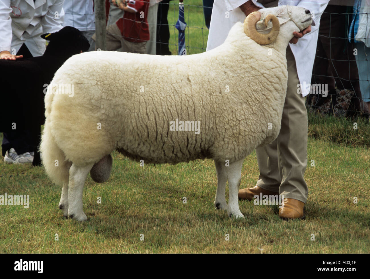 Shepherd showing pedigree welsh mountain sheep hi-res stock photography ...