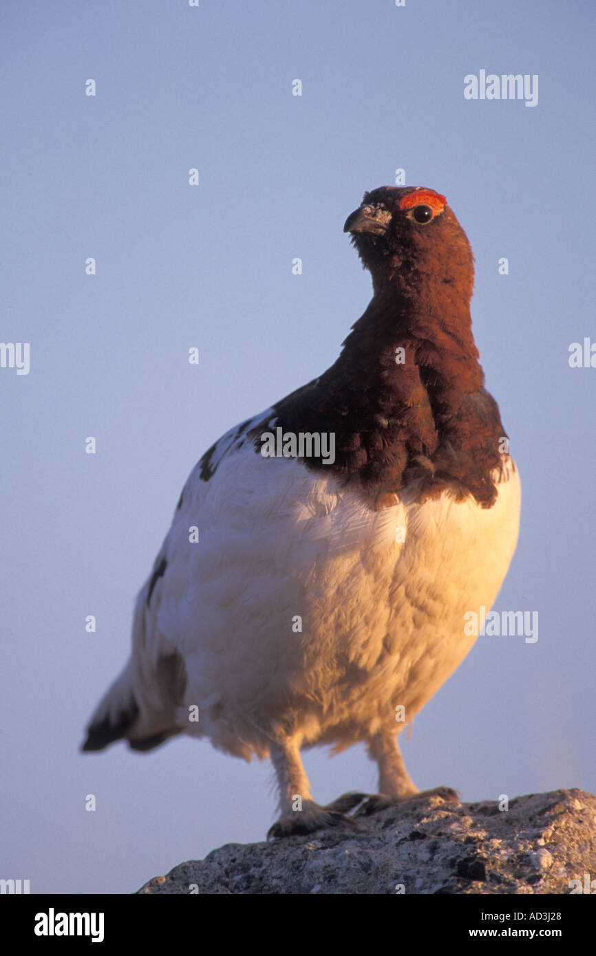 willow ptarmigan Lagopus lagopus in the central Arctic North Slope of ...
