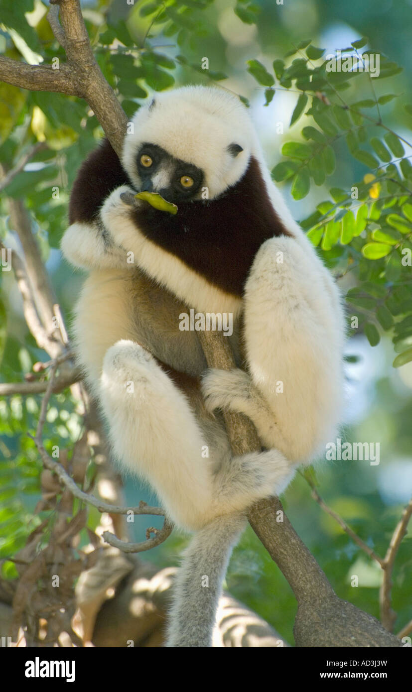 Propithecus coquereli feeding seeds hi-res stock photography and images ...