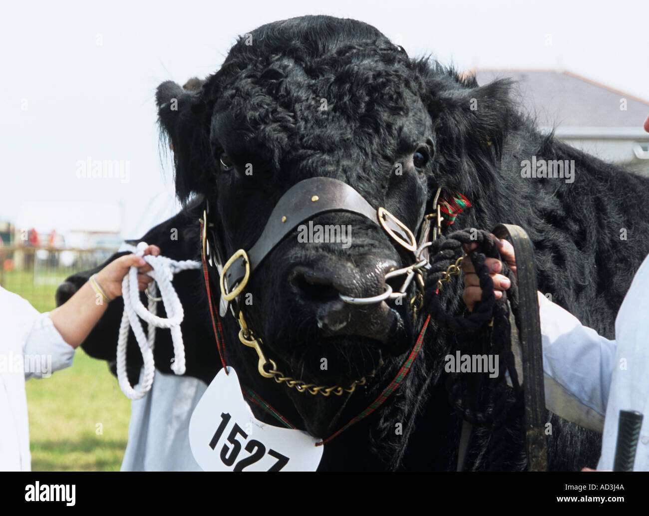 NORTH WALES UK August Black Welsh Bull show Entrant Stock Photo - Alamy