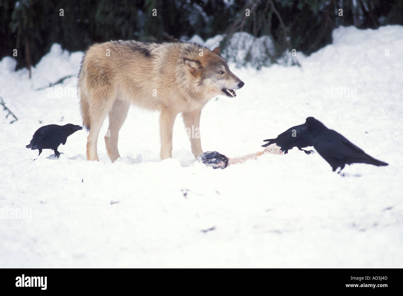 gray wolf Canis lupus feeding on a moose Alces alces leg with common ...