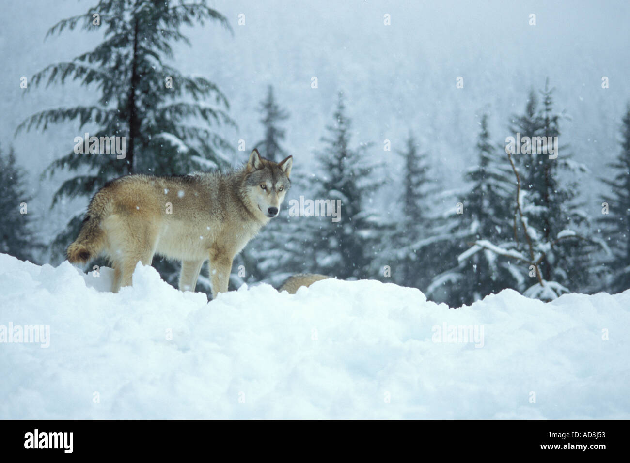 gray wolf Canis lupus in the foothills of the Takshanuk mountains ...