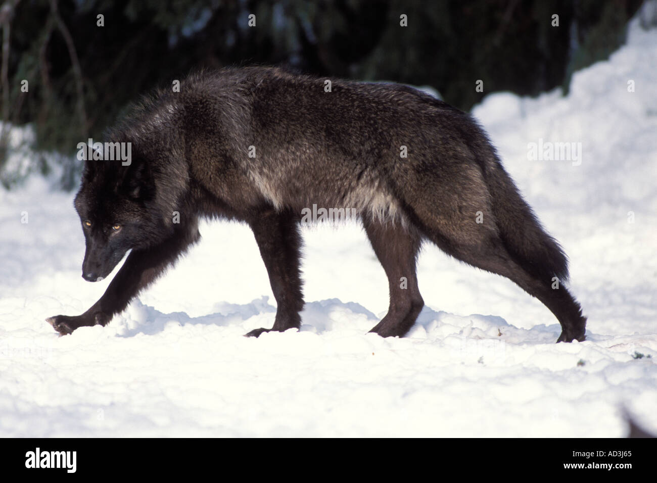 gray wolf Canis lupus female with a black coat in the foothills of the ...