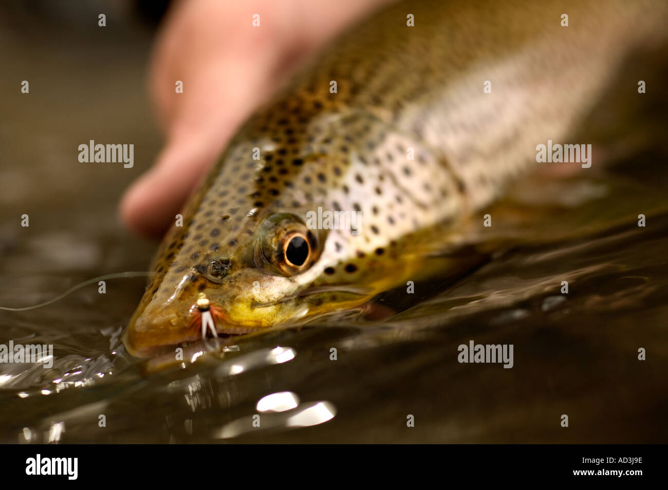 Releasing a Brown Trout Stock Photo - Alamy
