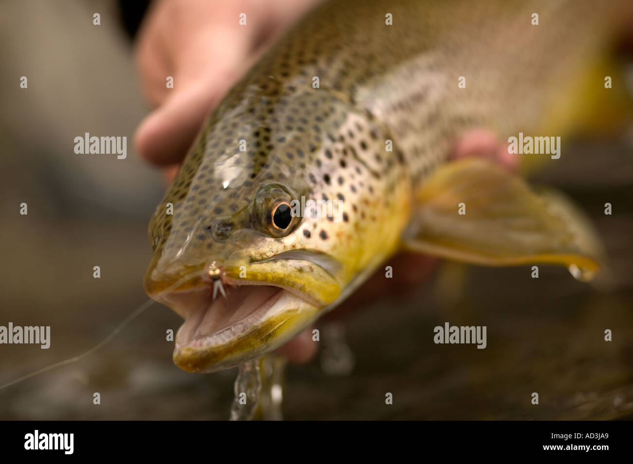 Releasing a Brown Trout Stock Photo - Alamy
