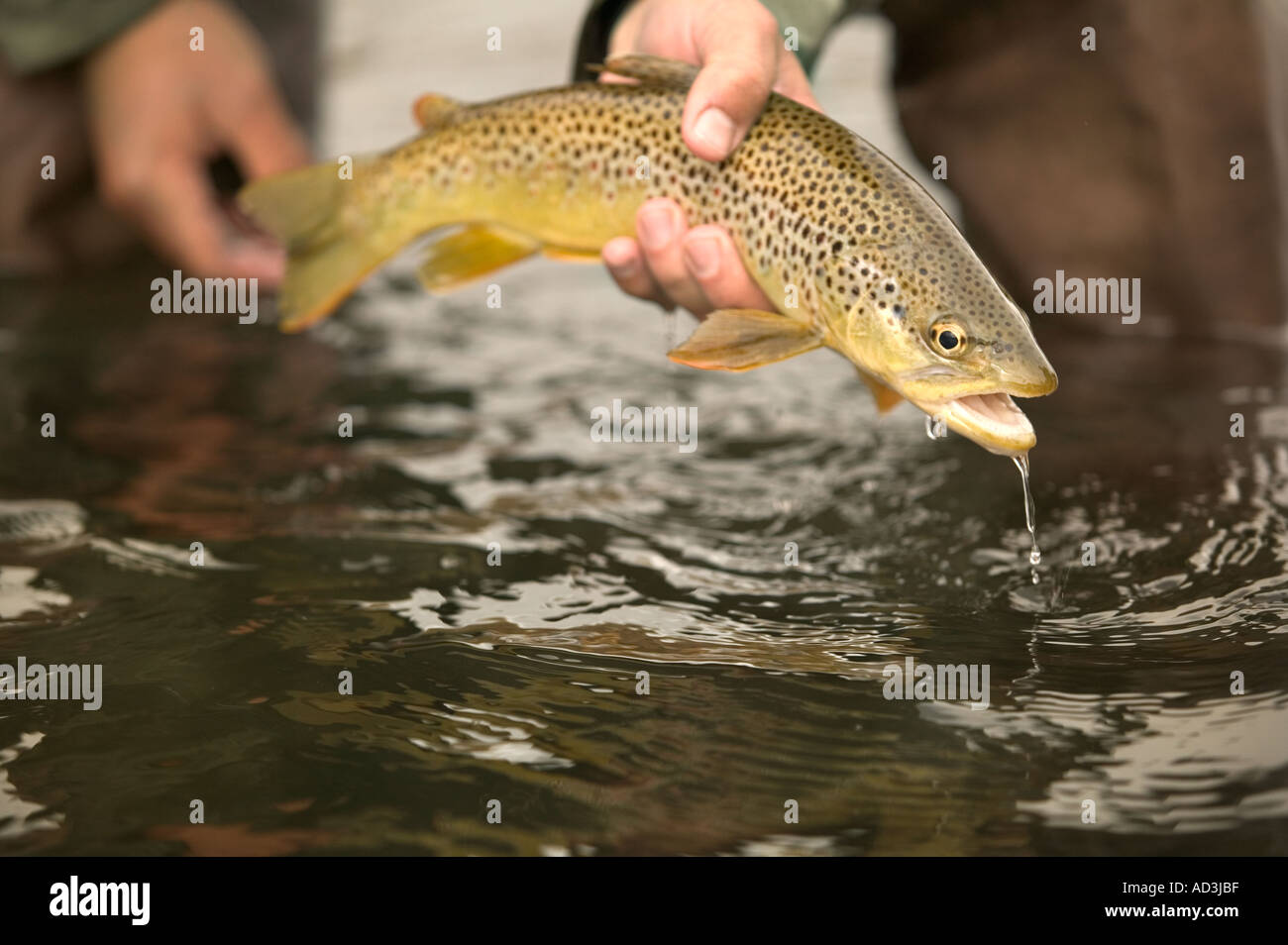 Releasing a Brown Trout Stock Photo - Alamy