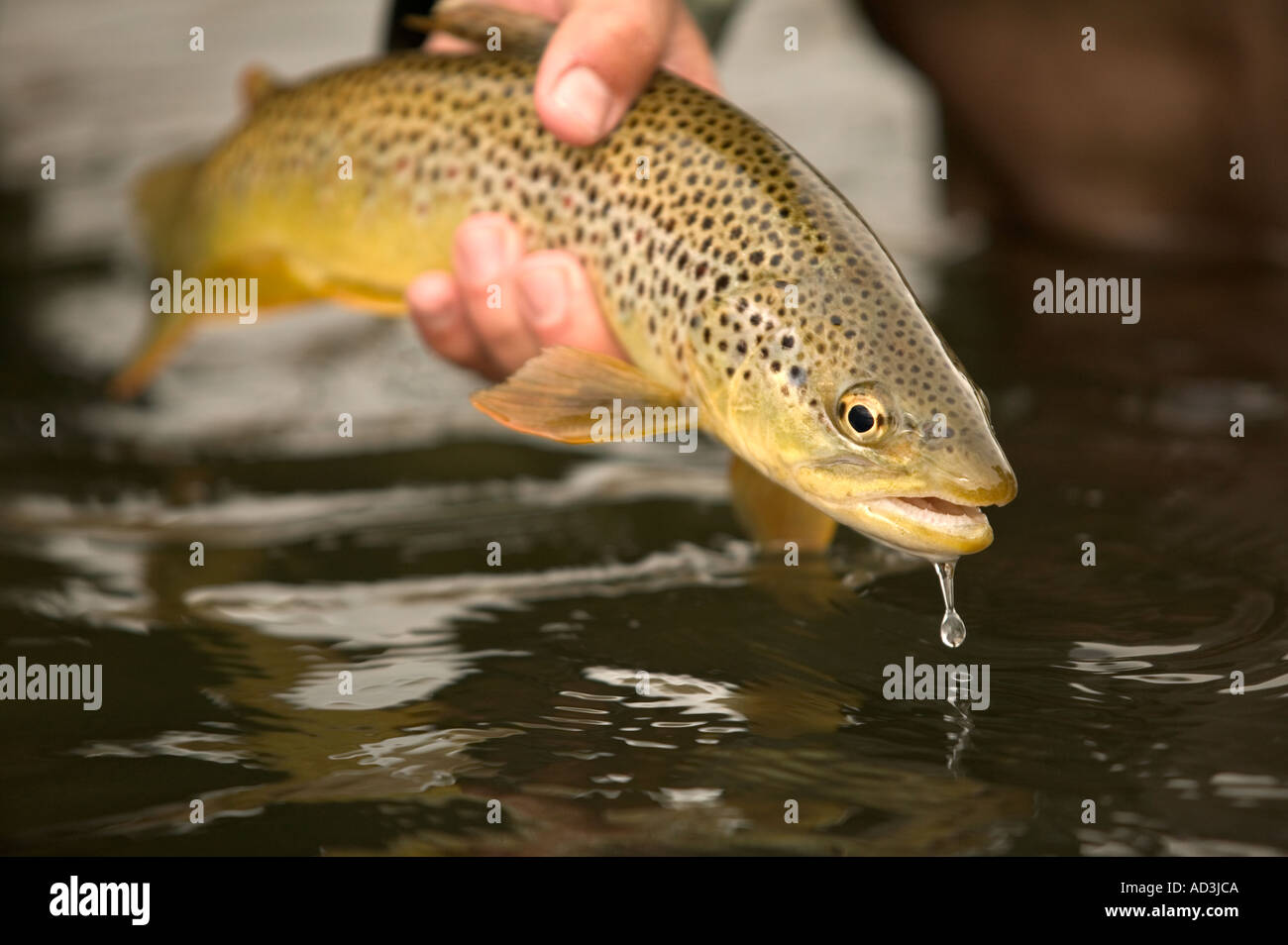 Releasing a Brown Trout Stock Photo - Alamy
