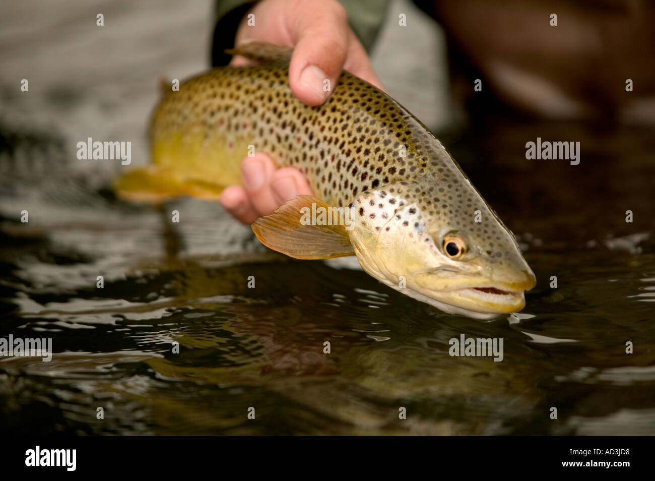 Releasing a Brown Trout Stock Photo - Alamy