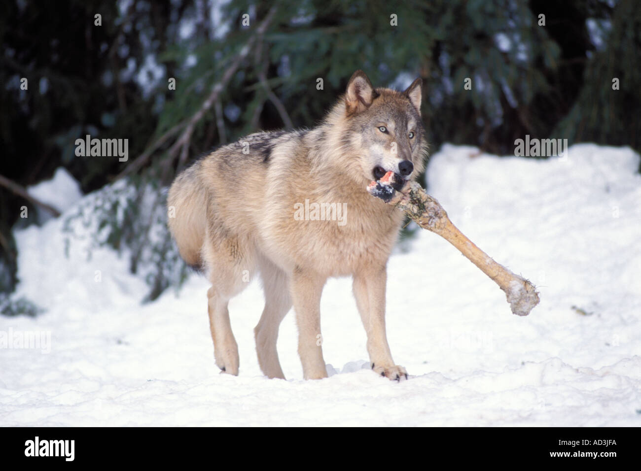 gray wolf Canis lupus eating a dead moose Alces alces in the foothills ...
