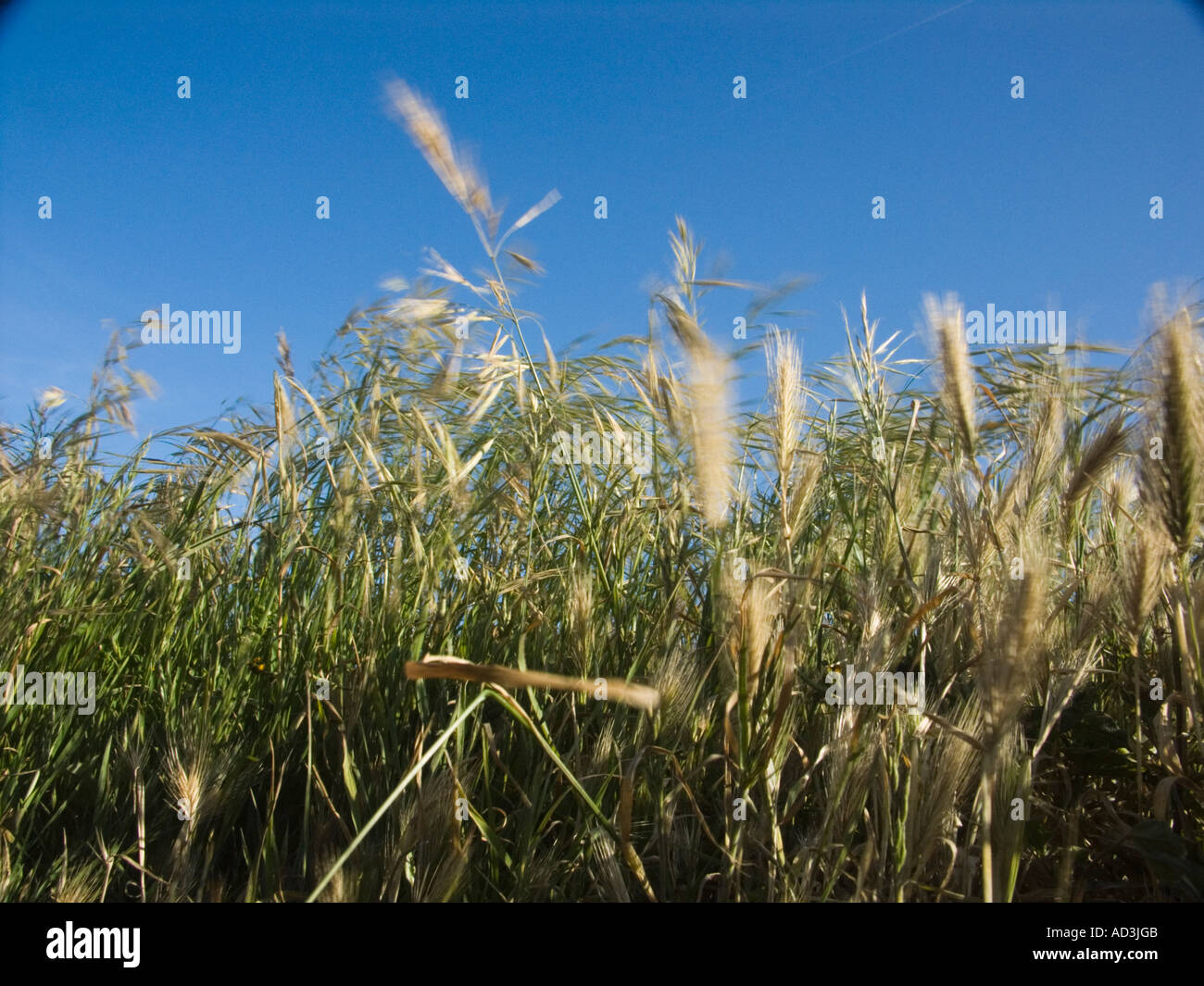 Close ups of farm fields Stock Photo - Alamy