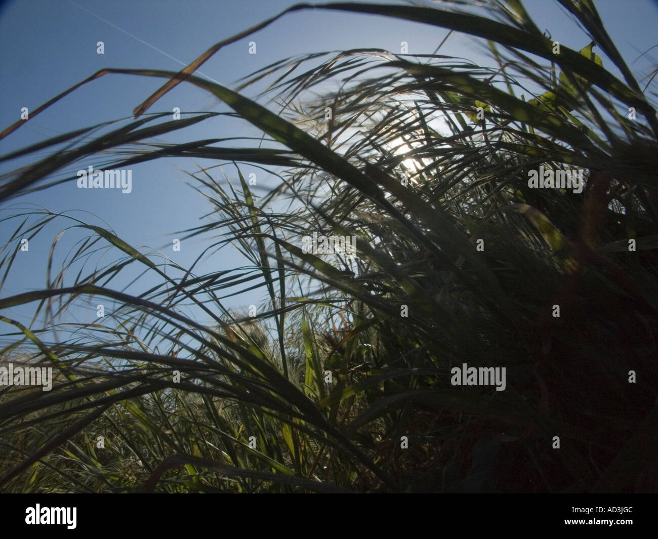 Close ups of farm fields Stock Photo - Alamy