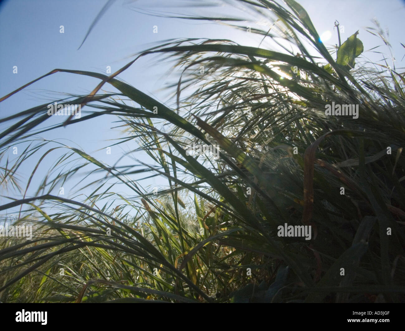 Close ups of farm fields Stock Photo - Alamy