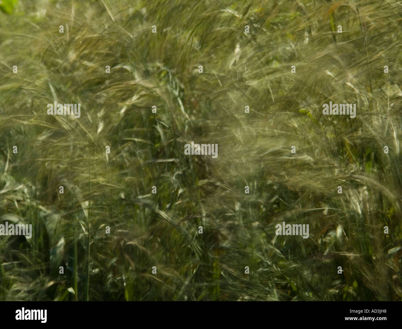 Close ups of farm fields Stock Photo - Alamy