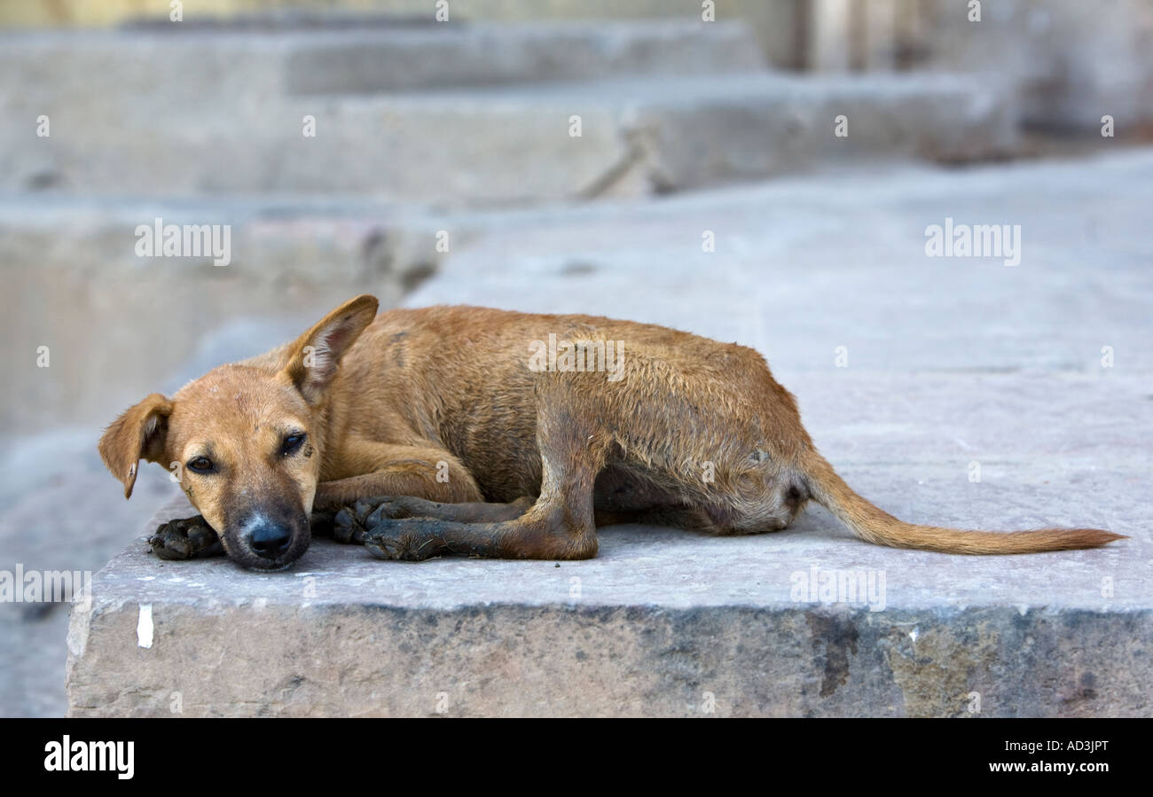 A dog, wet after being in the Ganges, Varanasi Stock Photo - Alamy