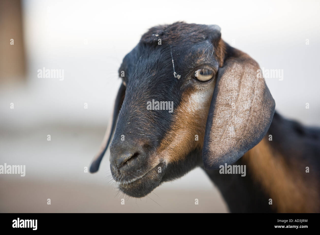 Goat. Varanasi, India Stock Photo - Alamy