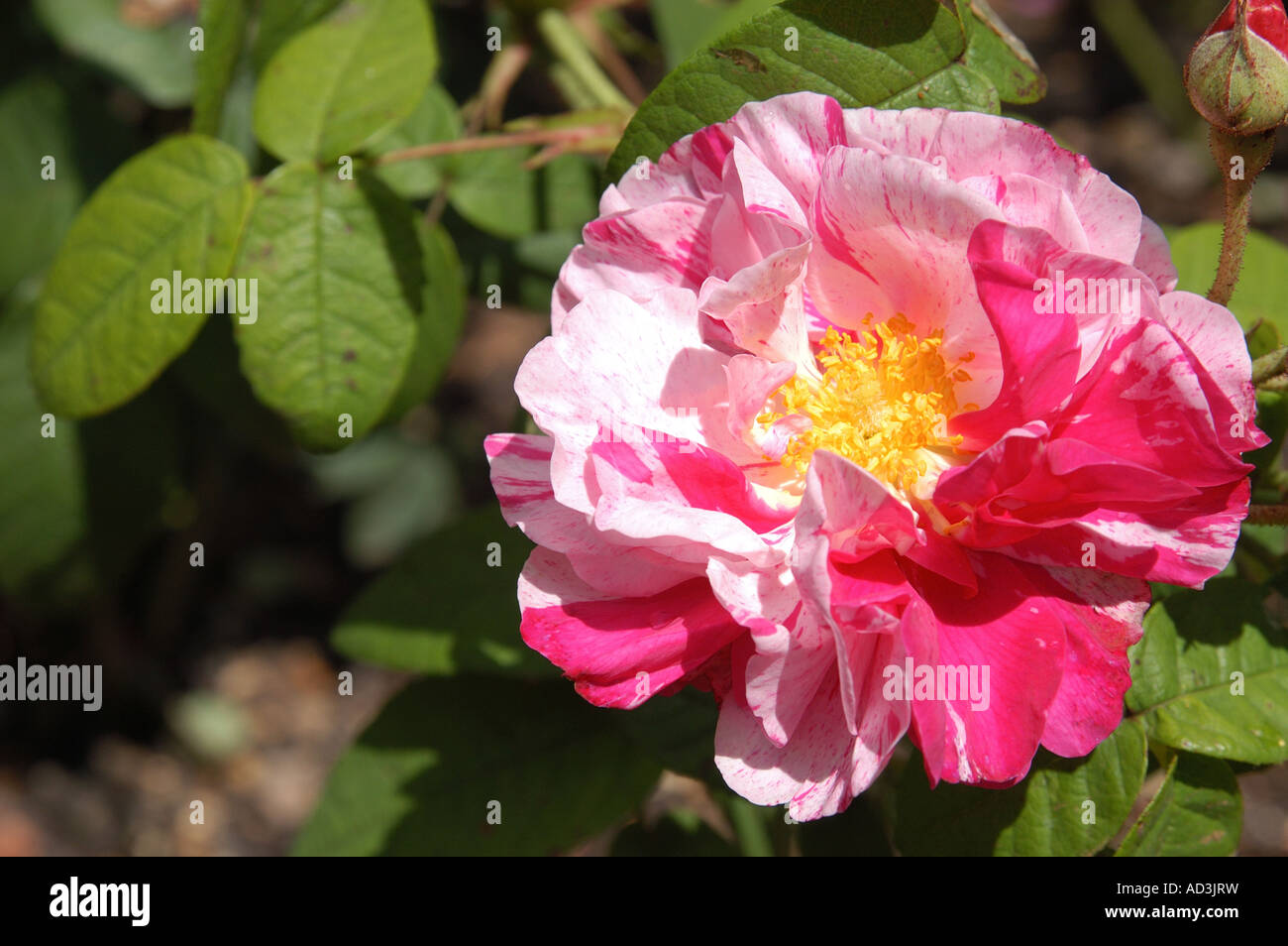 Rosa gallica versicolor summer hi-res stock photography and images - Alamy