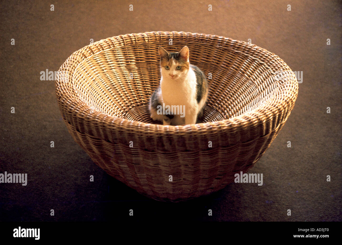 Domestic cat in a cane chair Stock Photo - Alamy