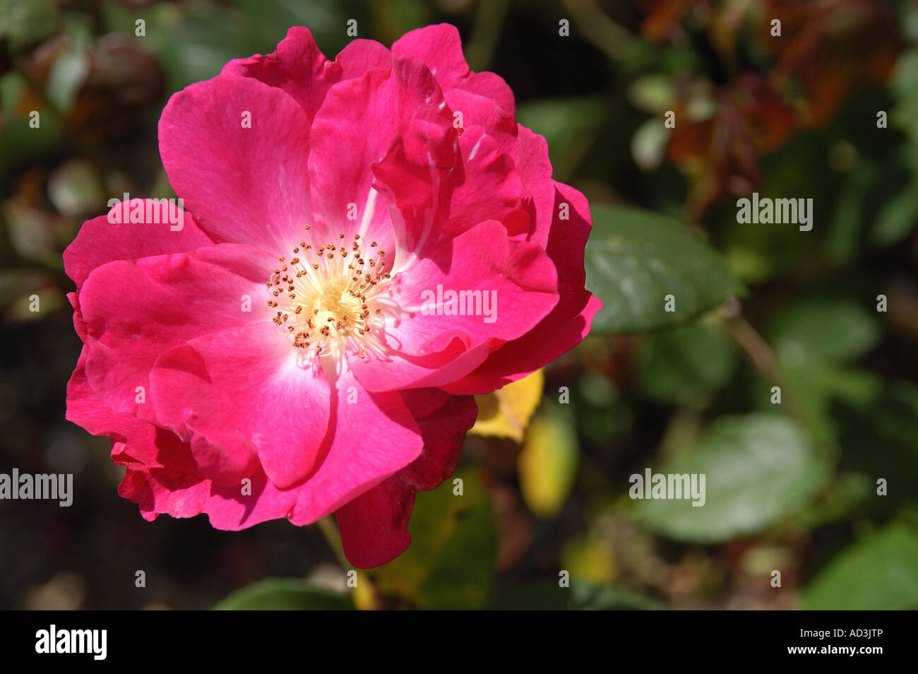 Hybrid Musk Rose 'Nur Mahal' Stock Photo - Alamy