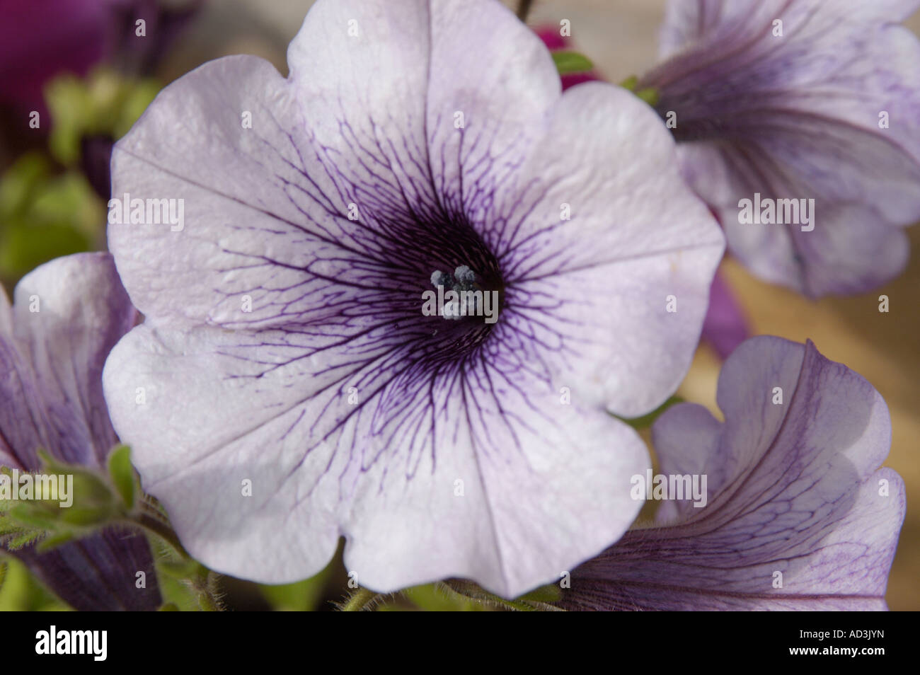 Blue Vein Petunia (Surfinia Var. Sunsolos Stock Photo - Alamy