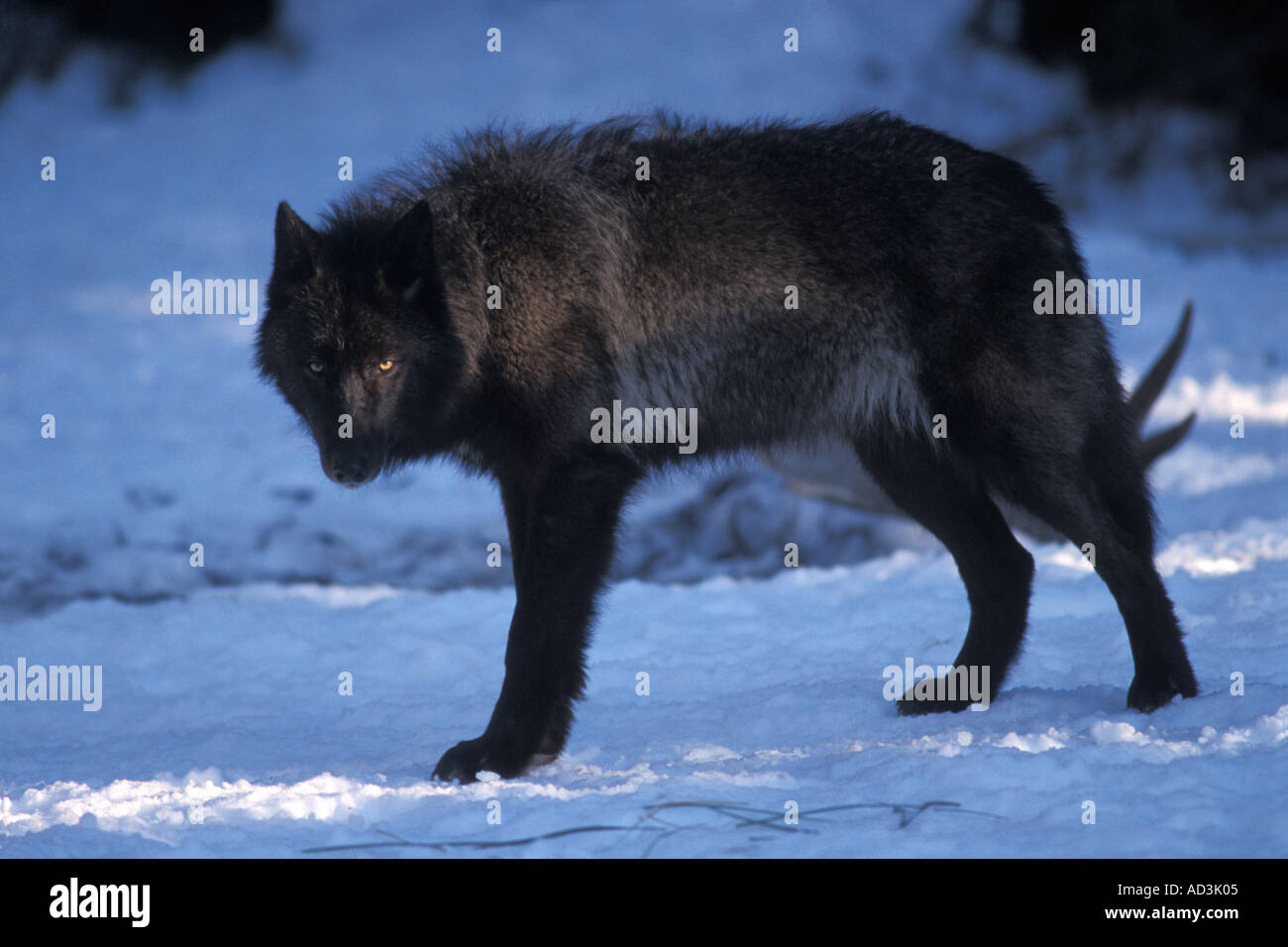gray wolf Canis lupus female with a black coat in the foothills of the ...
