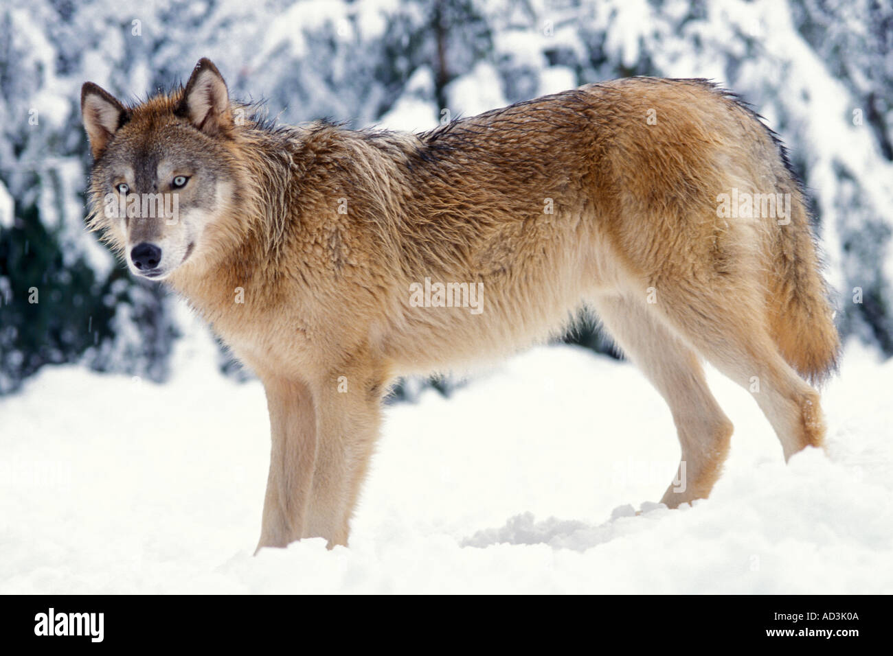 gray wolf Canis lupus in the foothills of the Takshanuk mountains ...