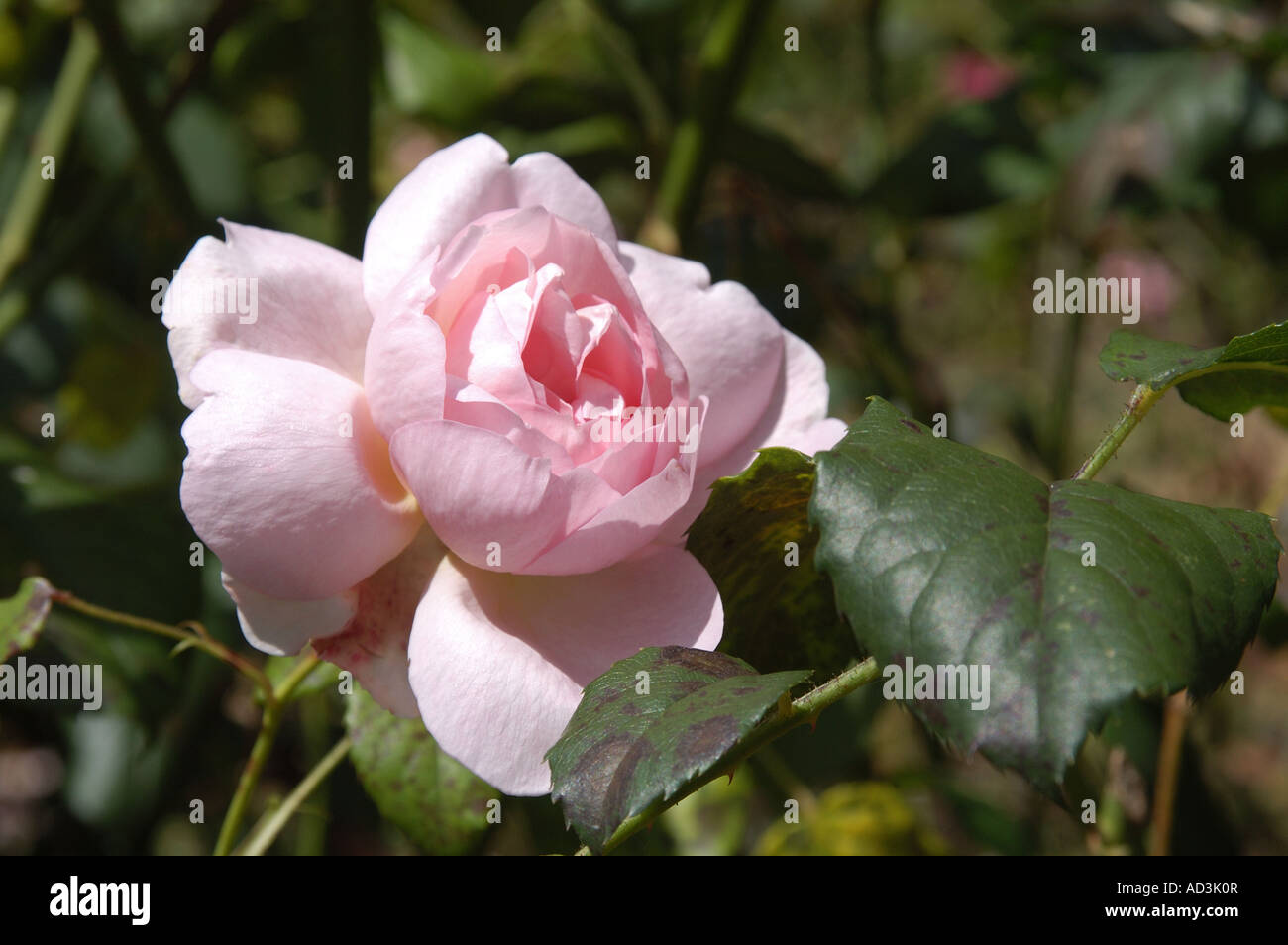 Rose Scepterd Isle High Resolution Stock Photography and Images - Alamy
