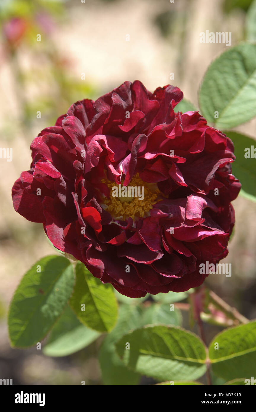 Dove La Felce Rossa Cresce Rubin E Rainie