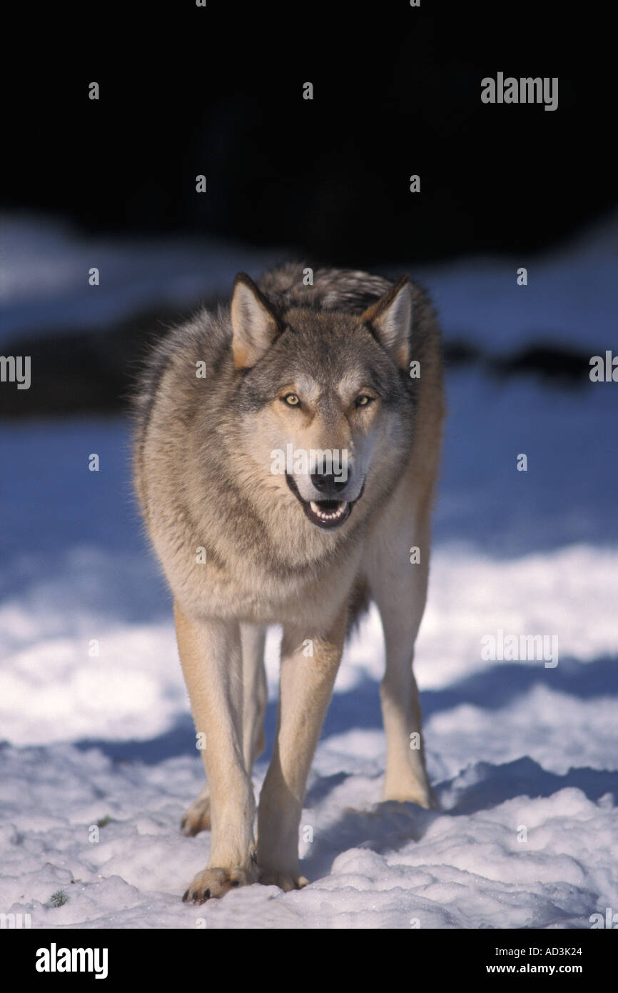 gray wolf Canis lupus in the foothills of the Takshanuk mountains ...