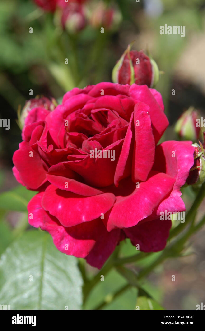 Dark Pink Rose (Rosa sp Stock Photo - Alamy