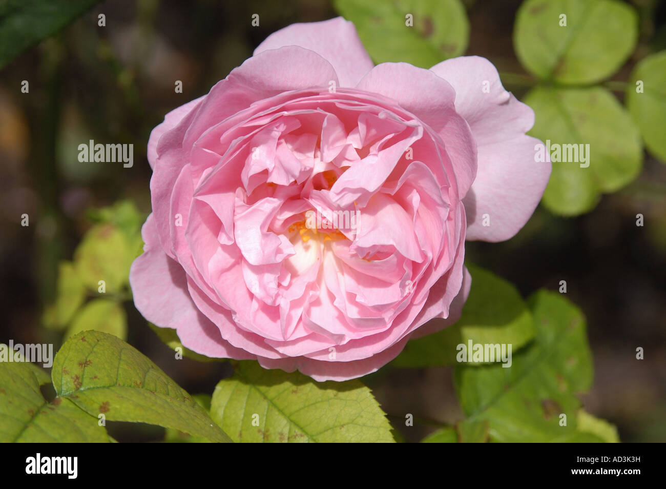 Pale Pink Rose (Rosa sp Stock Photo - Alamy