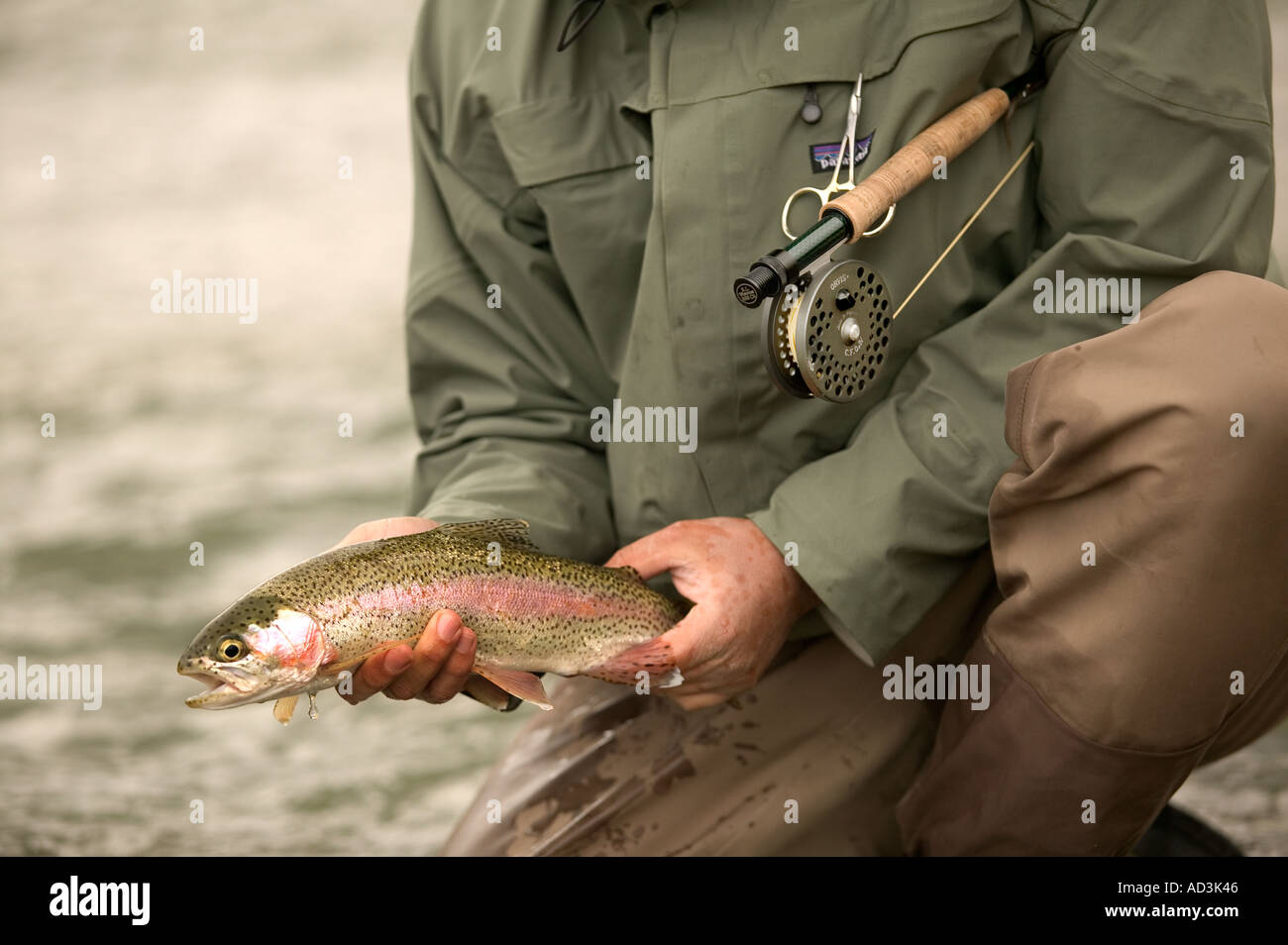 Man releasing Rainbow trout Model Released Image Stock Photo - Alamy