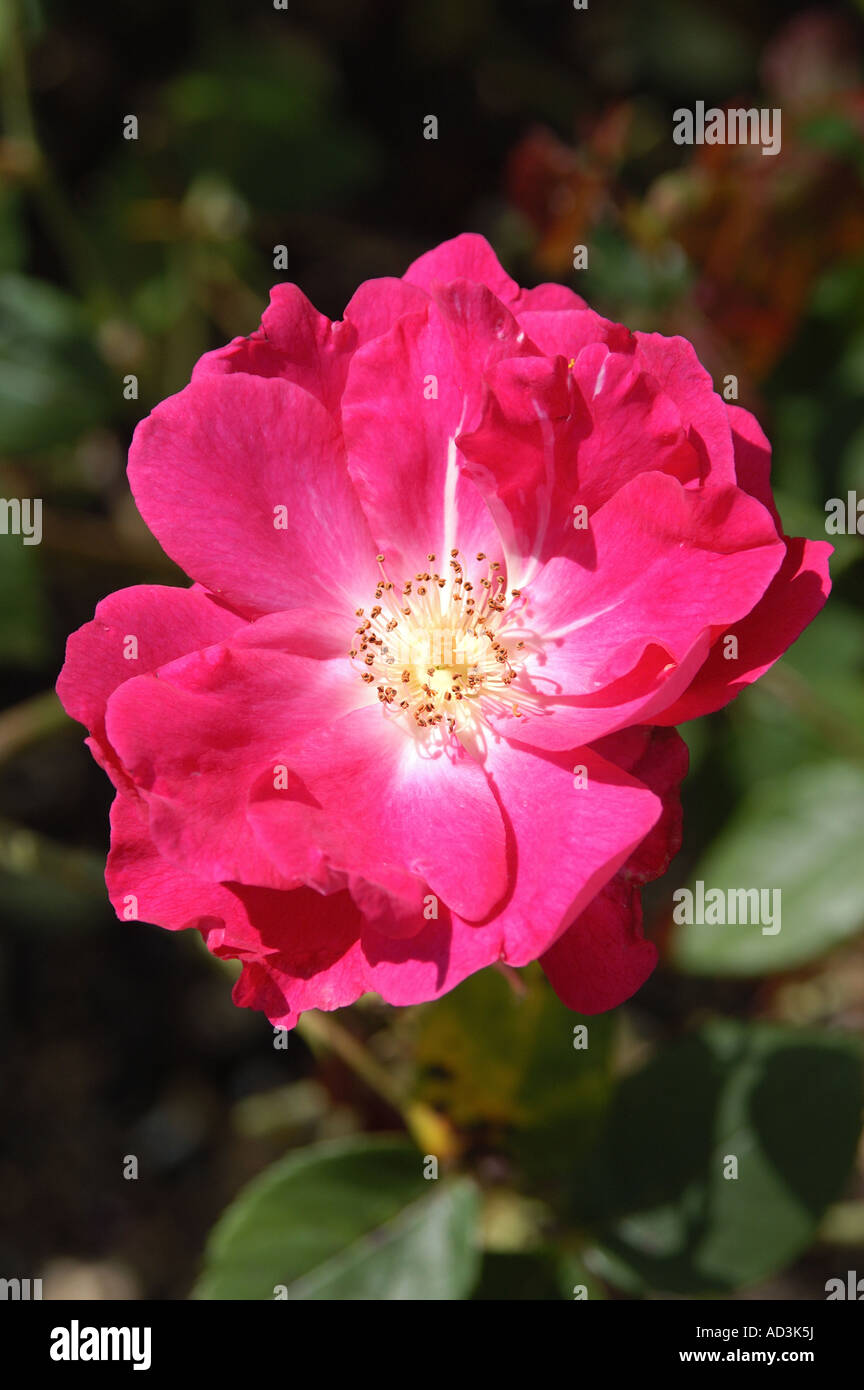 Hybrid Musk Rose 'Nuh Mahal' Stock Photo - Alamy