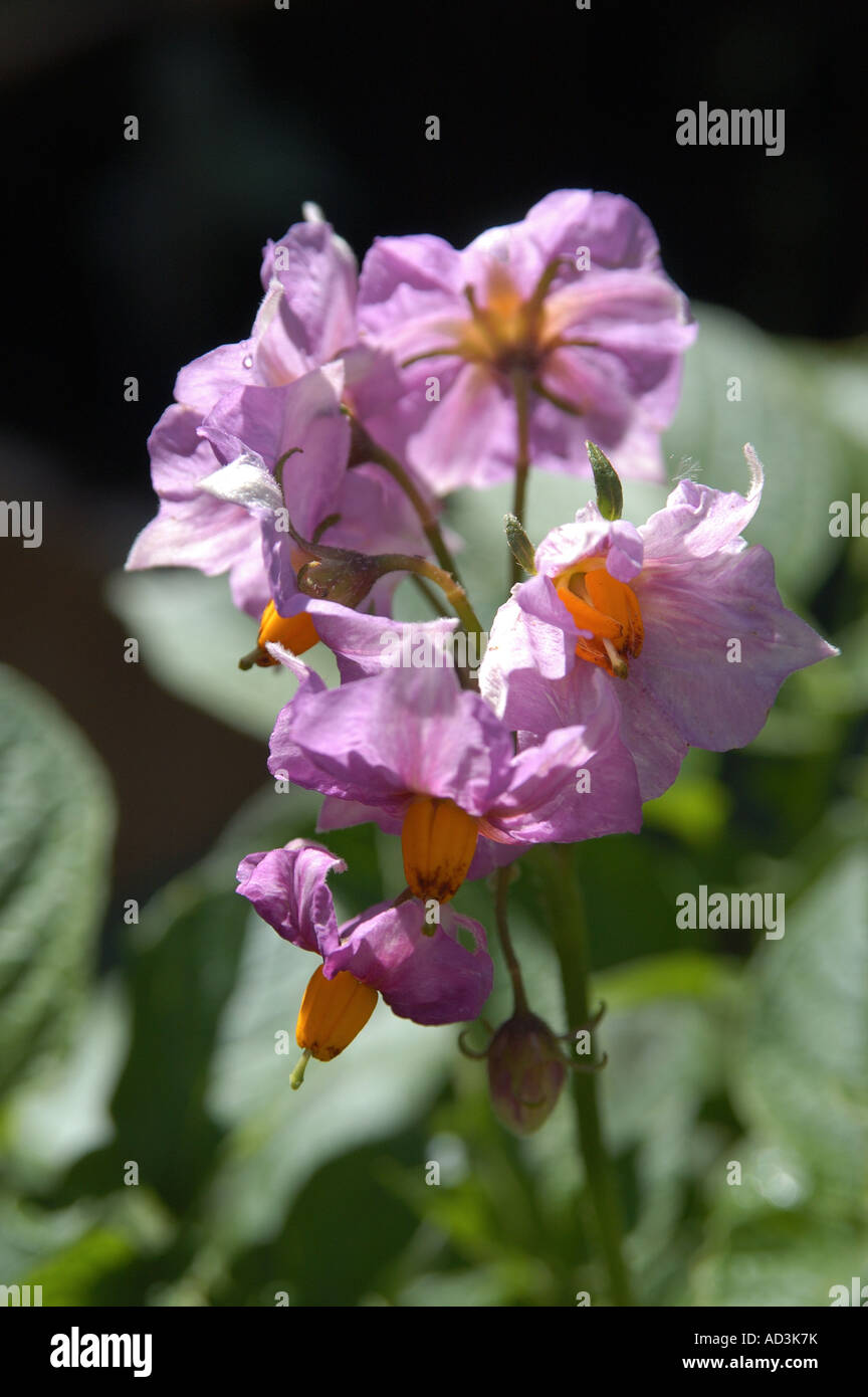 Flowering 'Maris Piper' Potato Plant Stock Photo - Alamy