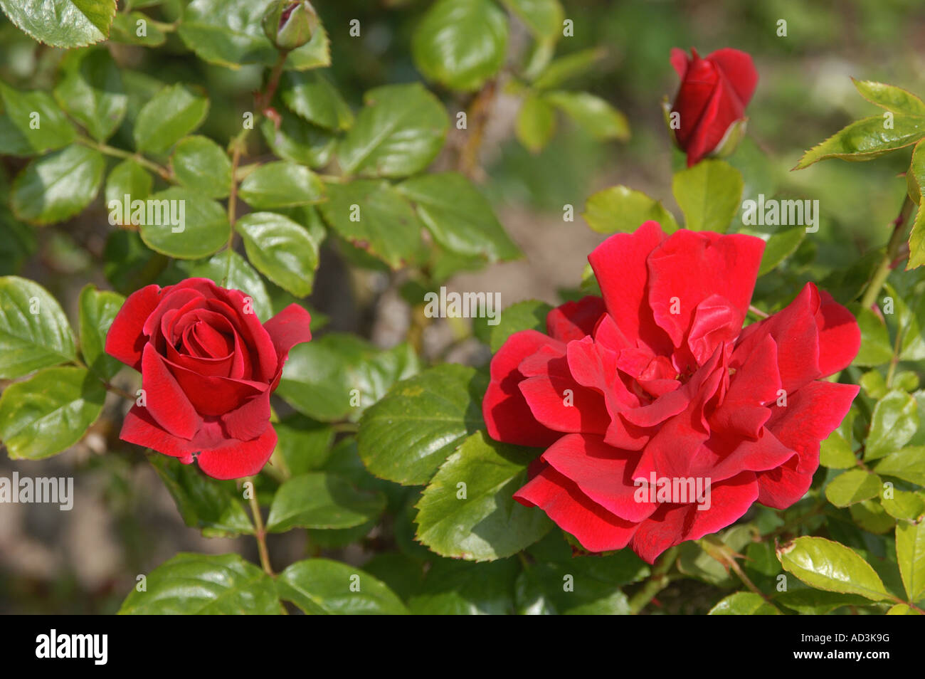 Red Roses (Rosa sp Stock Photo - Alamy