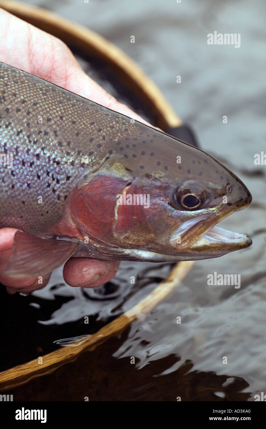 Releasing wild Rainbow Trout Model Released Image Stock Photo - Alamy