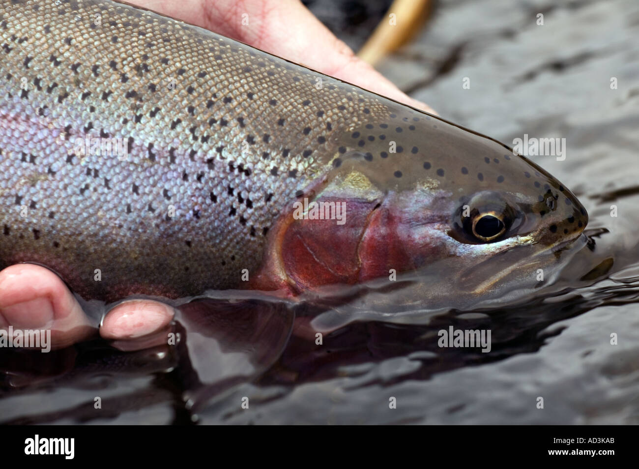 Rainbow trout horizontal hi-res stock photography and images - Alamy