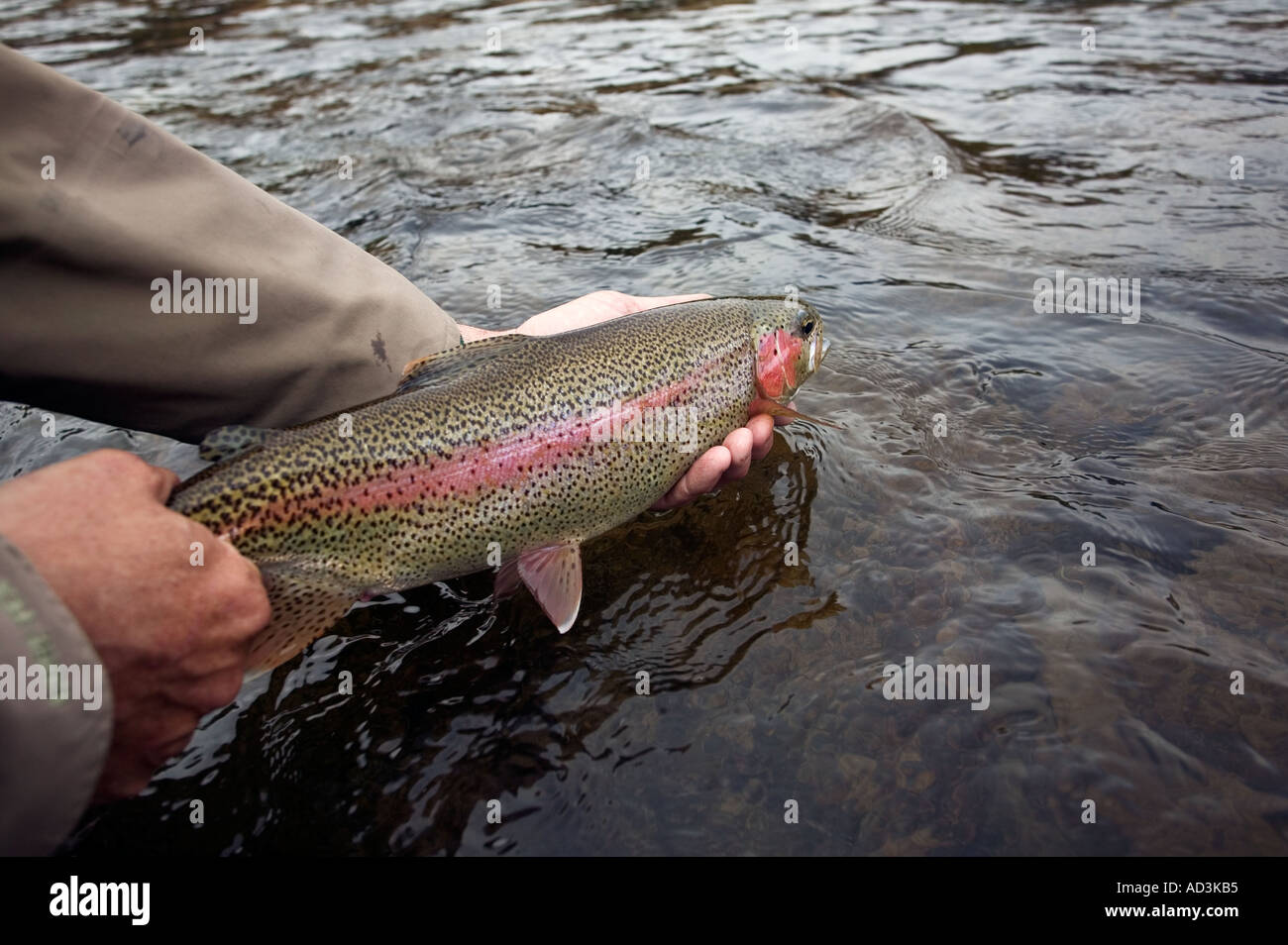 Releasing wild Rainbow Trout Model Released Image Stock Photo - Alamy