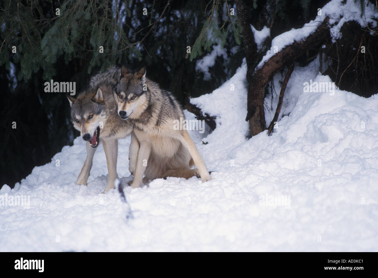 gray wolf Canis lupus a pair in the foothills of the Takshanuk ...