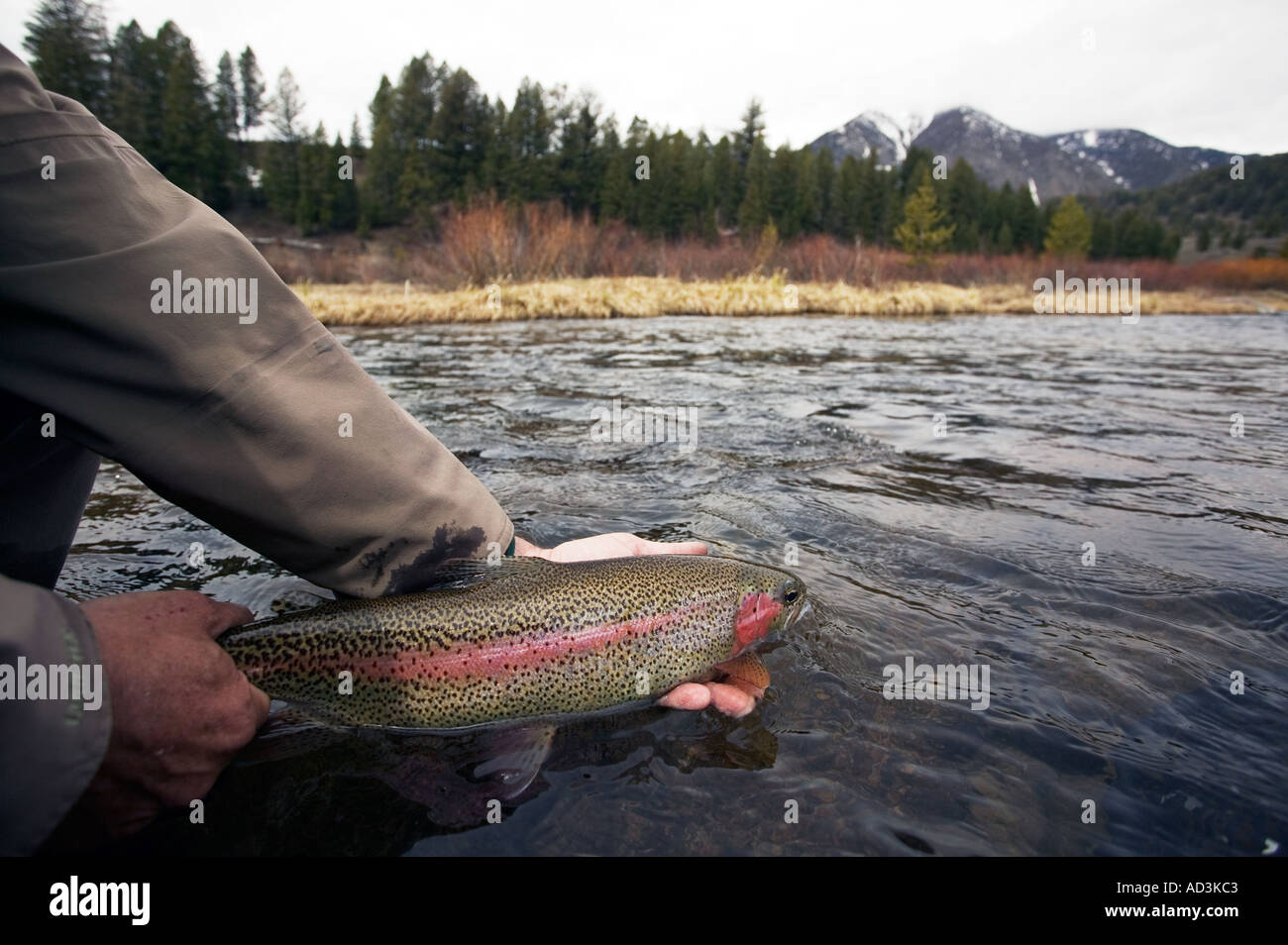 Rainbow trout horizontal hi-res stock photography and images - Alamy