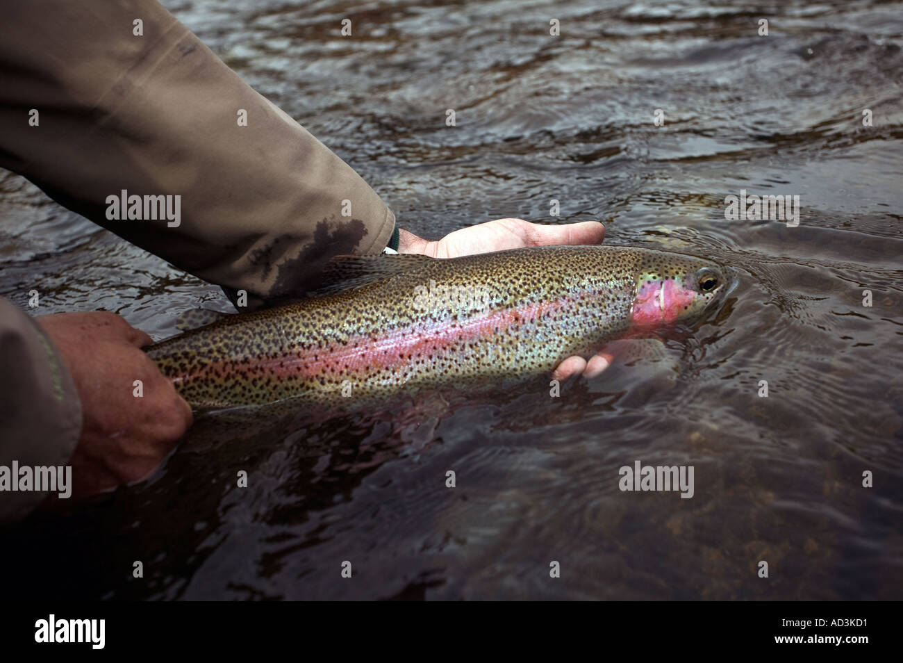 Releasing wild Rainbow Trout Model Released Image Stock Photo - Alamy