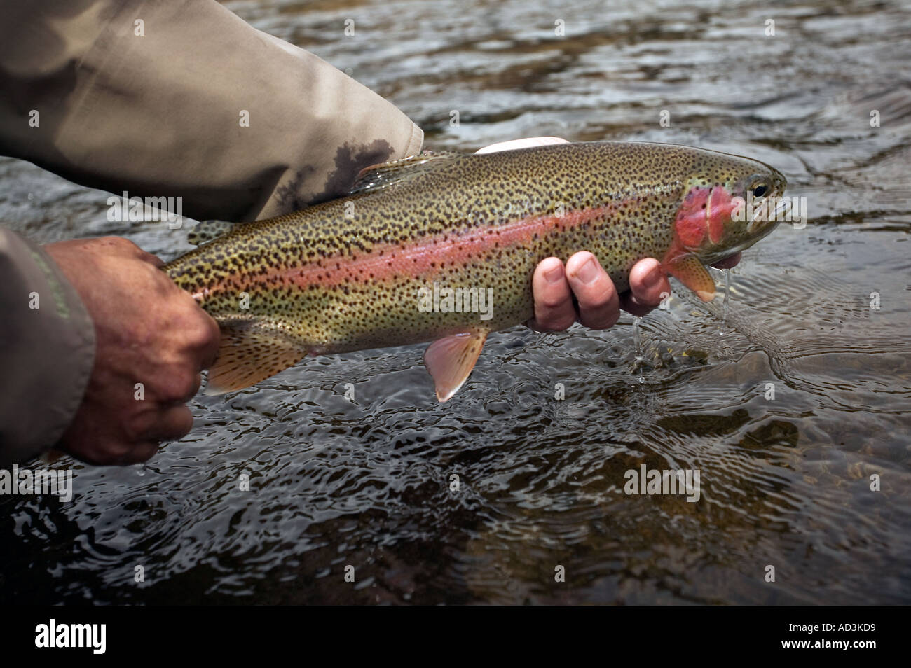 Releasing wild Rainbow Trout Model Released Image Stock Photo - Alamy